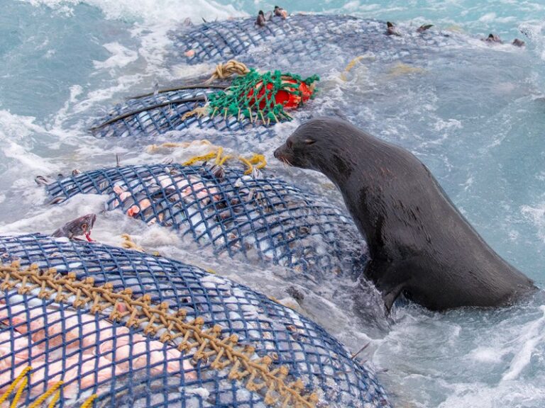 About Us – New Zealand based Seafood Company | Sealord