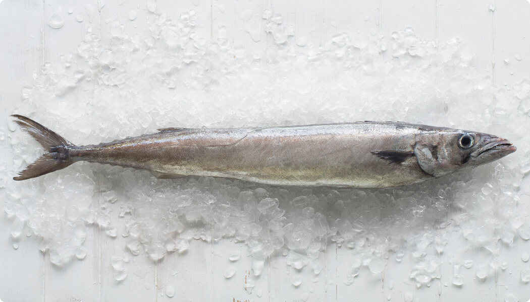 Whole Barracouta – Wild-Caught Fish | Sealord NZ